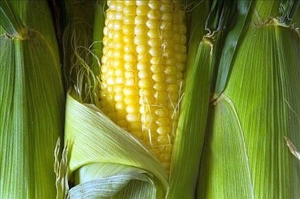 The latest on Corn - countyfairsusa.net
