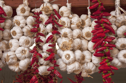 Garlic: History and Uses - countyfairsusa.net