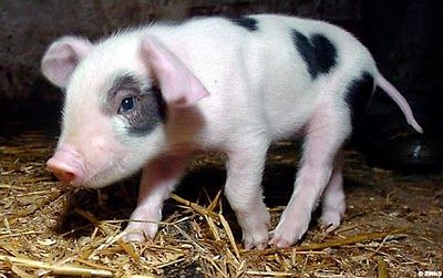 Pigs as House Pets - countyfairsusa.net