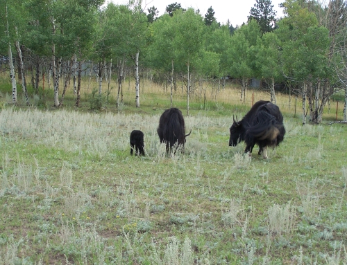 Raising Yaks, What you need to Know. - countyfairsusa.net